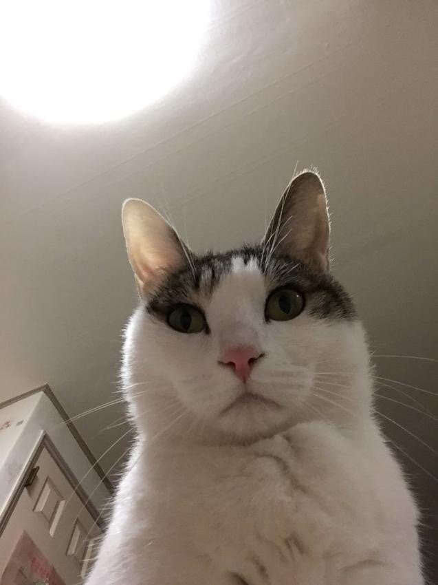 메이플스토리 인벤 커여운 고양이 메이플스토리 인벤 자유게시판 구