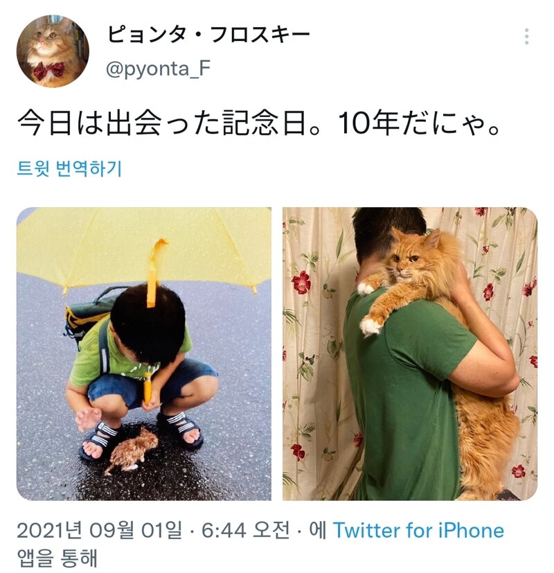 메이플스토리 인벤 길고양이 확대 메이플스토리 인벤 자유게시판 구