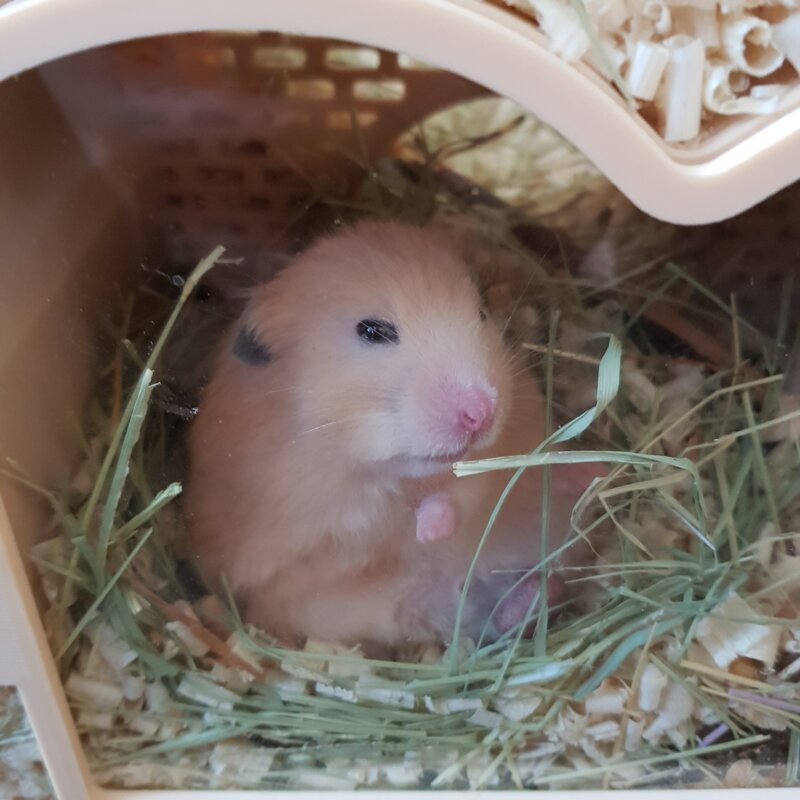 월드 오브 워크래프트 인벤 햄스터주의보똥망겜 갤인벤 특징이 와우 인벤 확장팩 통합 전장 게시판