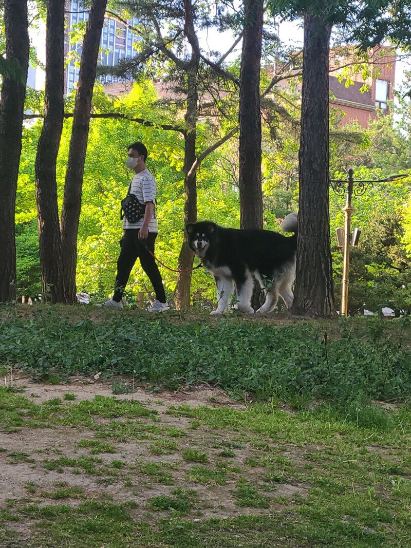 편도염 빨리 낫는 방법 있나요 오픈이슈갤러리 인벤