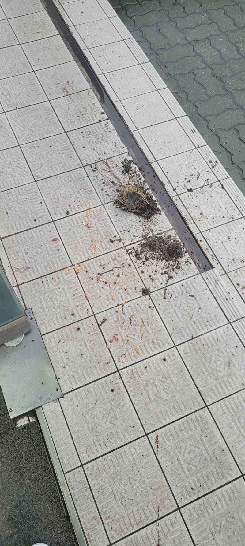 메이플스토리 인벤 실시간 편붕이 메이플스토리 인벤 자유게시판