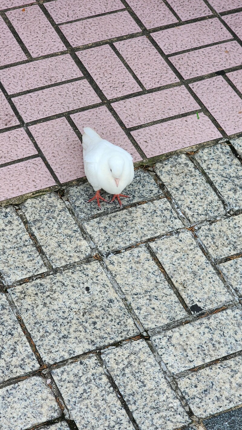메이플스토리 인벤 오늘 길에서본 비둘기 메이플스토리 인벤 자유게시판 구