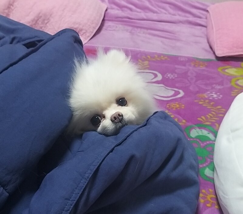 메이플스토리 인벤 진짜 귀엽게 찍혔다 메이플스토리 인벤 자유게시판 구