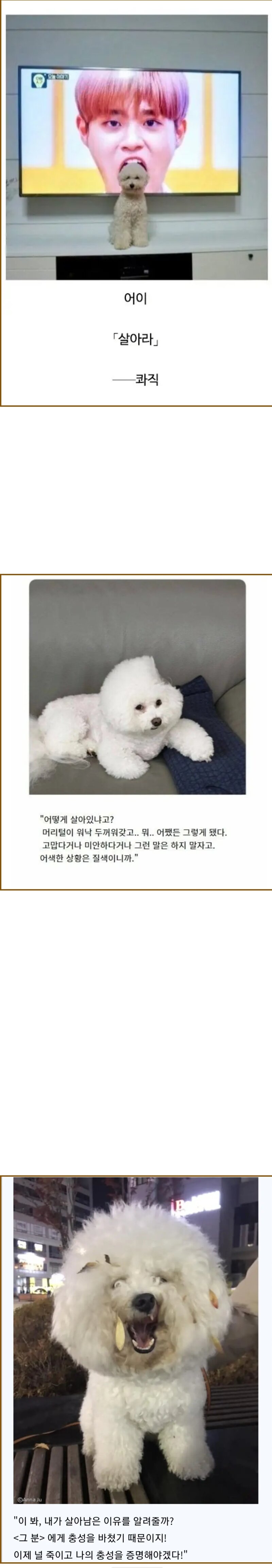 메이플스토리 인벤 먹힐뻔한 비숑 근황 메이플스토리 인벤 자유게시판
