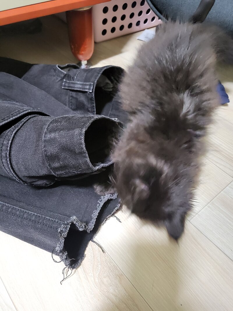 메이플스토리 인벤 고양이 존나 괘씸한 새끼들 메이플스토리 인벤 자유게시판