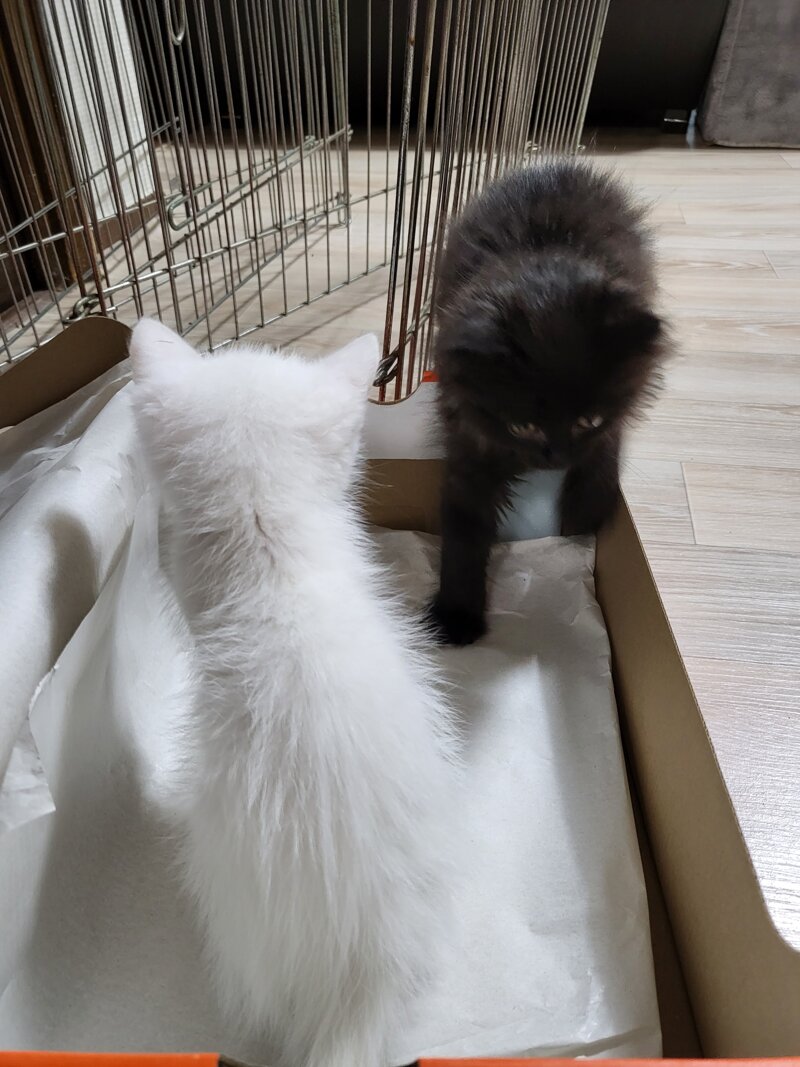 메이플스토리 인벤 고양이 존나 괘씸한 새끼들 메이플스토리 인벤 자유게시판