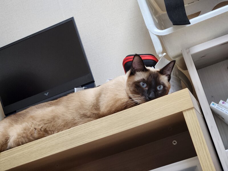 월드 오브 워크래프트 인벤 용섬에서도 비글스워스씨 같은 귀여운 냥이 나오면 좋겠습니다 와우 인벤 확장팩 게시판