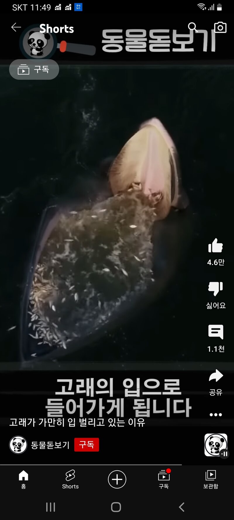 메이플스토리 인벤 고래 크기봐 개무서워 ㅋㅋㅋ 메이플스토리 인벤 자유게시판