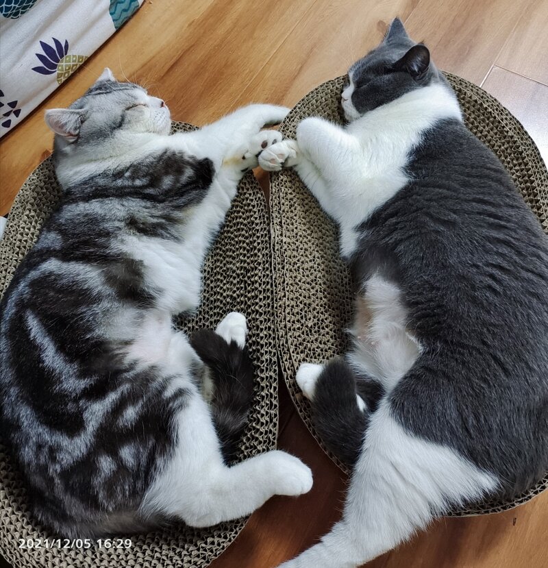 메이플스토리 인벤 귀여운 냥이 보구가세요2 메이플스토리 인벤 자유게시판