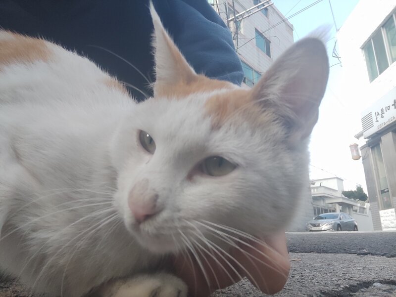 메이플스토리 인벤 길가다 찍은 길고양이 메이플스토리 인벤 자유게시판