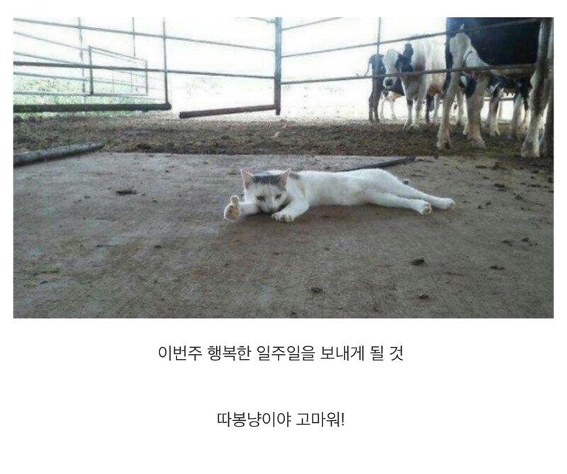 메이플스토리 인벤 따봉냥이 메이플스토리 인벤 자유게시판