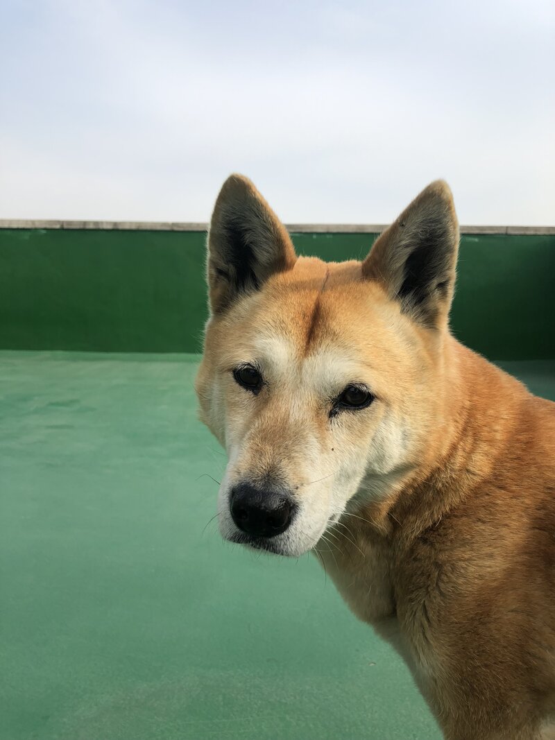 울 회사 옥상 개 디아블로3 인벤 자유게시판 디아블로3 인벤