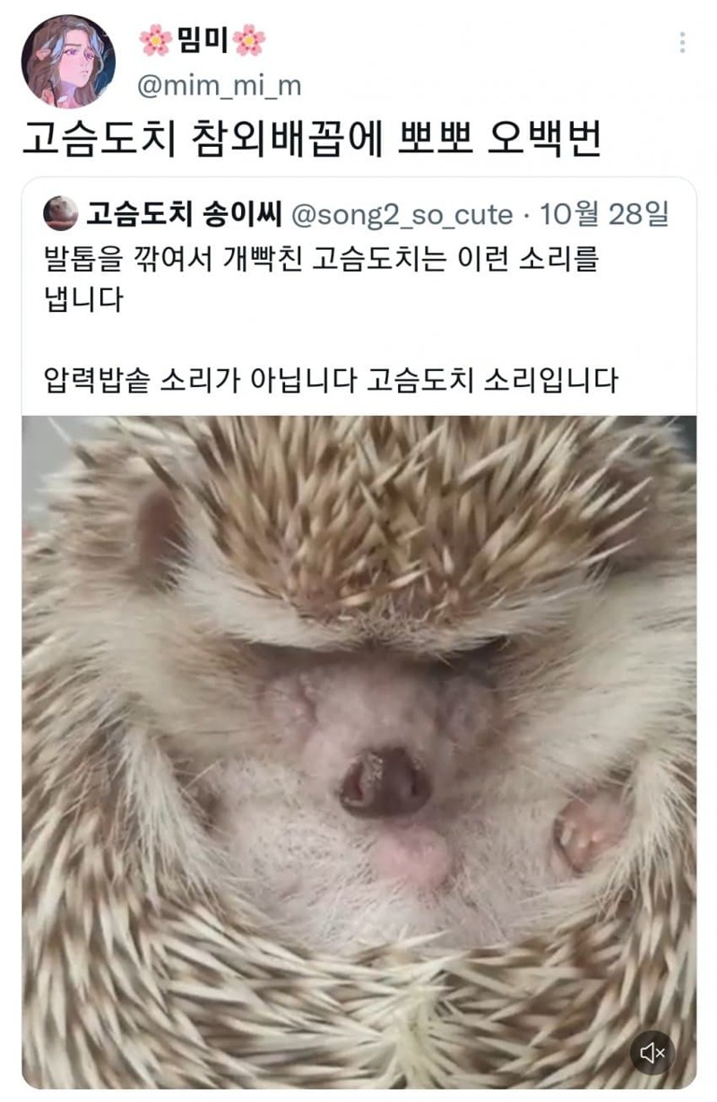 메이플스토리 인벤 고슴도치 배꼽 메이플스토리 인벤 자유게시판