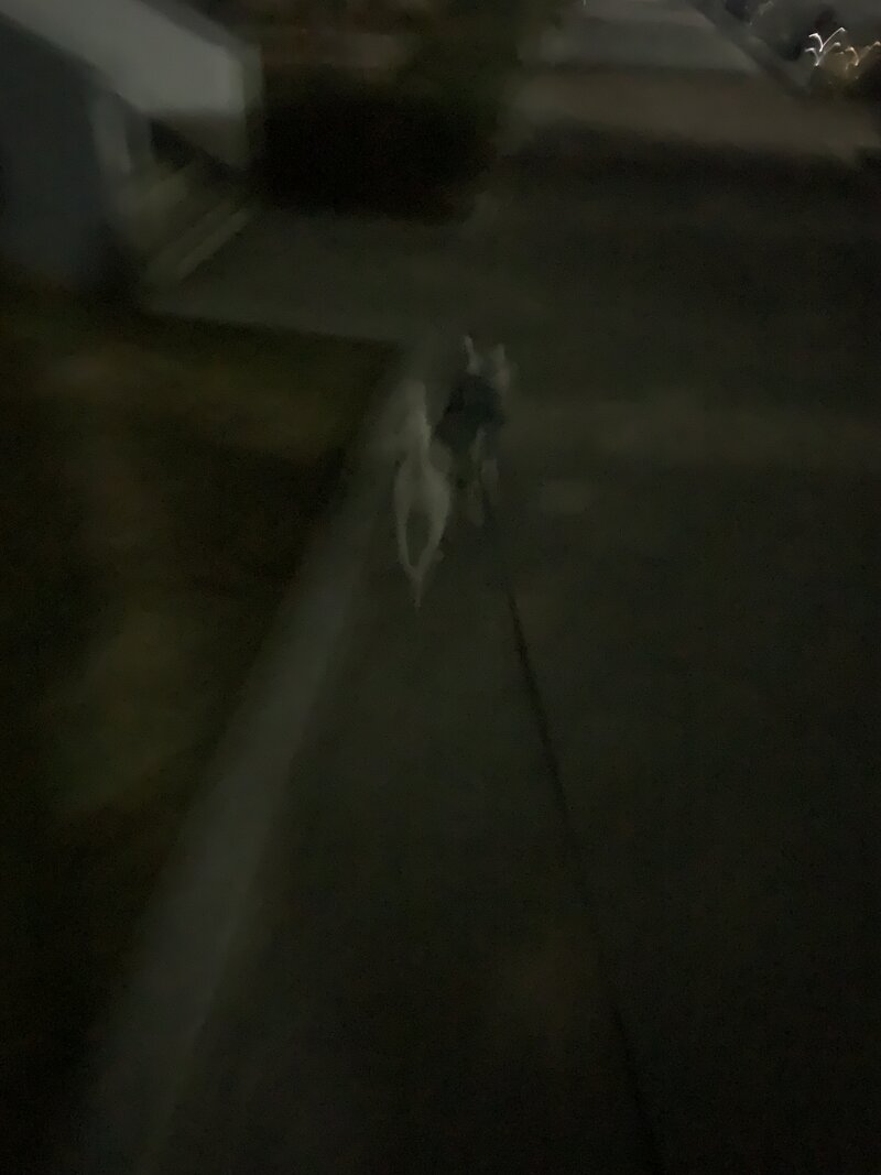 메이플스토리 인벤 강아지산책나왔는데 메이플스토리 인벤 자유게시판