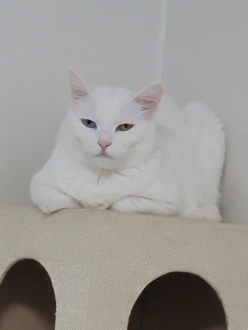 메이플스토리 인벤 부캐 무보엠질문 메이플스토리 인벤 전사 직업게시판