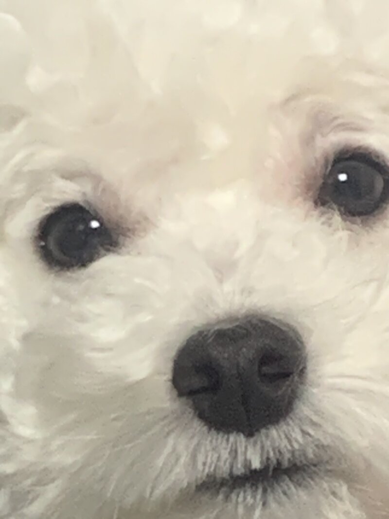메이플스토리 인벤 귀엽지 메이플스토리 인벤 자유게시판