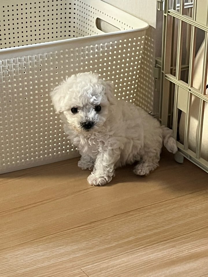 메이플스토리 인벤 칼리 하버 가능한가요 메이플스토리 인벤 도적 직업게시판