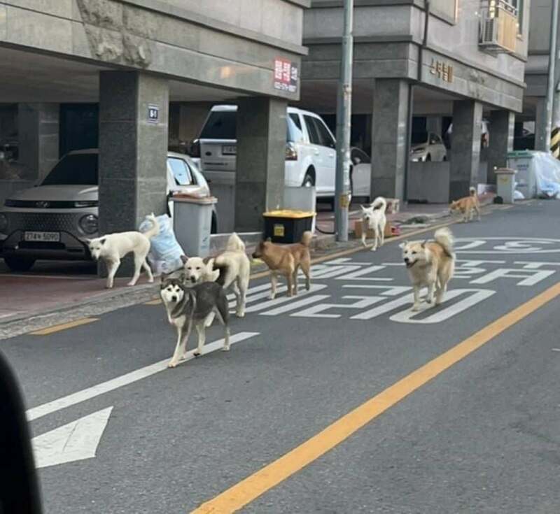 웹진 인벤 요즘 길거리 상황 오픈이슈갤러리