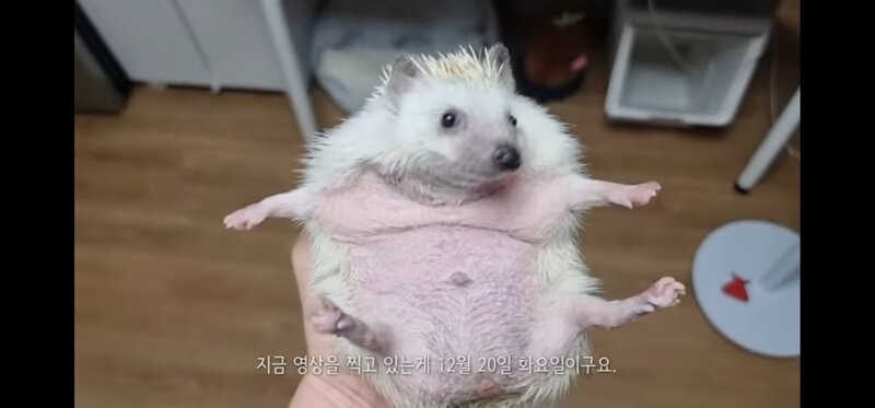 메이플스토리 인벤 고슴도치 죽음 ㅠㅡㅠ 메이플스토리 인벤 자유게시판