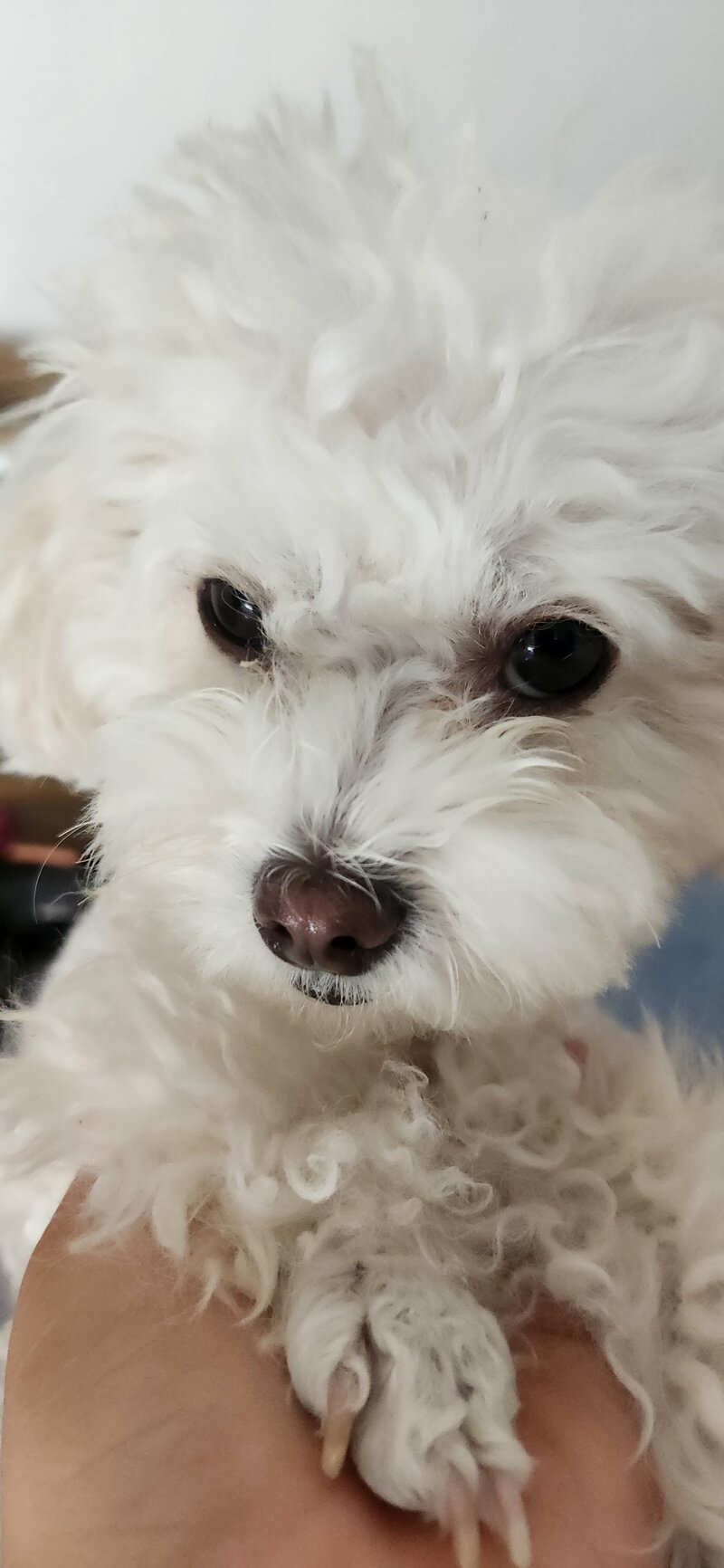 메이플스토리 인벤 강아지 자랑글 메이플스토리 인벤 자유게시판