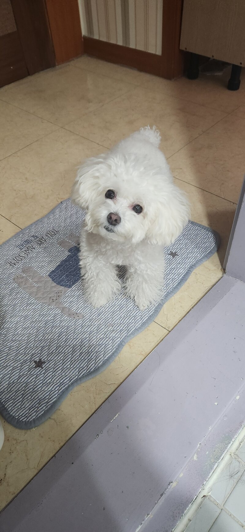 메이플스토리 인벤 강아지 자랑글 메이플스토리 인벤 자유게시판