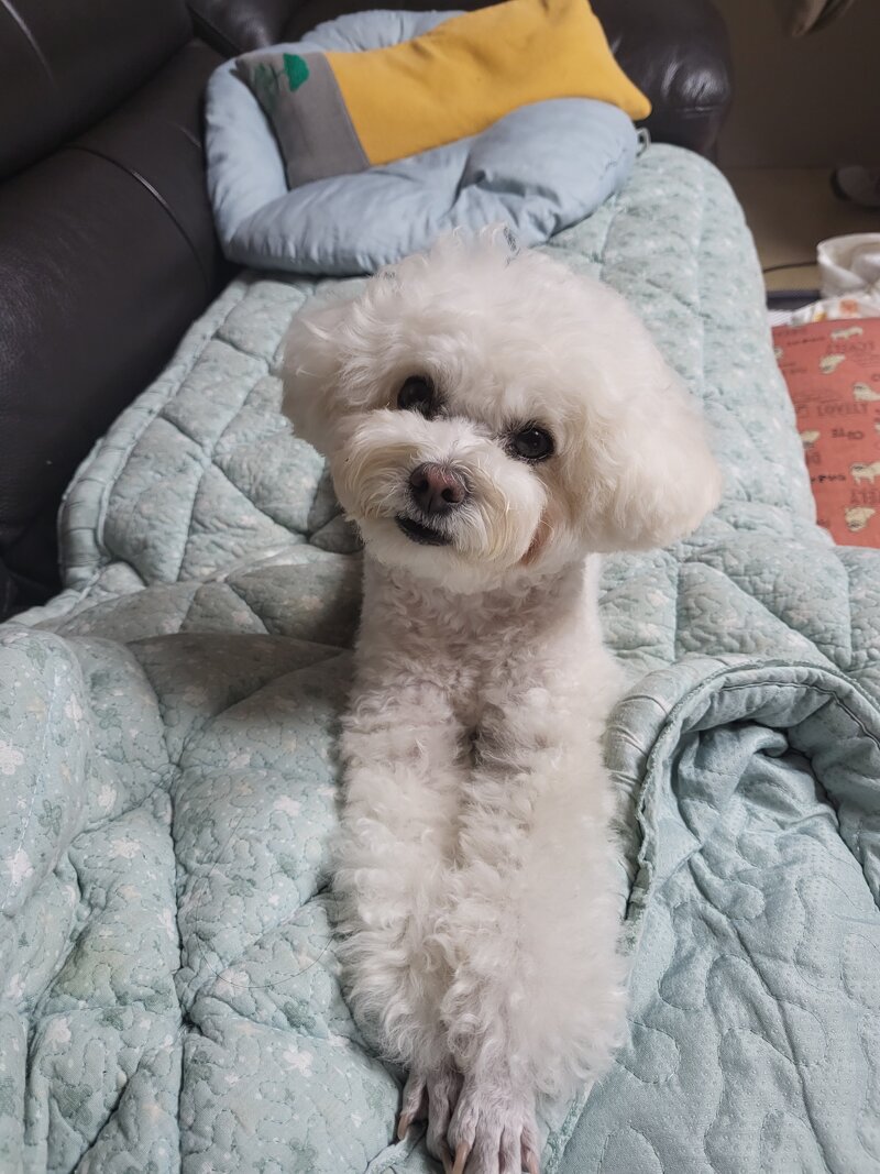 메이플스토리 인벤 강아지 자랑글 메이플스토리 인벤 자유게시판