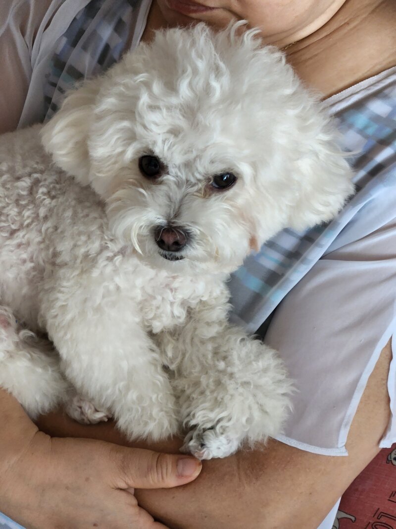 메이플스토리 인벤 강아지 자랑글 메이플스토리 인벤 자유게시판