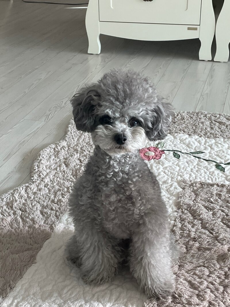 로스트아크 인벤 덕순이동생 로스트아크 인벤 이슈토론버그 게시판