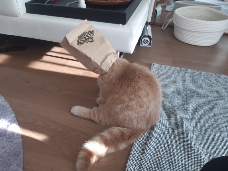 메이플스토리 인벤 우리집 고양이 뭐하냐 메이플스토리 인벤 자유게시판
