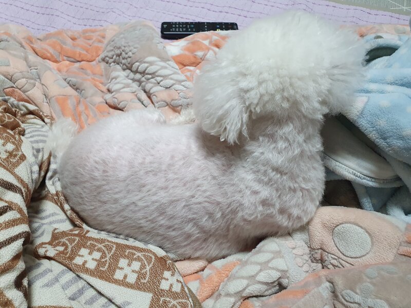 메이플스토리 인벤 뒷모습만 귀여운강아지 메이플스토리 인벤 자유게시판