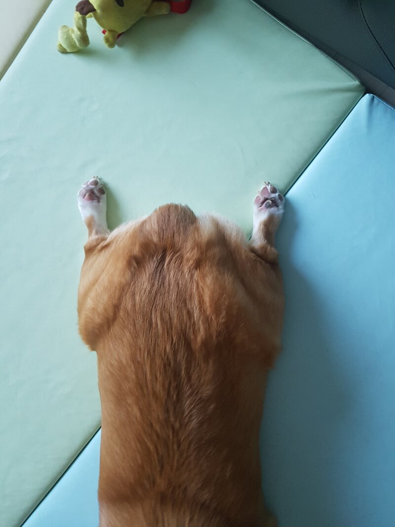 메이플스토리 인벤 쪼꼬미 커진거봐 메이플스토리 인벤 자유게시판
