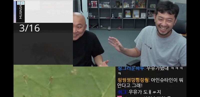 메이플스토리 인벤 침착맨과 주펄이 고르는 꿀벌 Vs 아인슈타인 메이플스토리 인벤 자유게시판