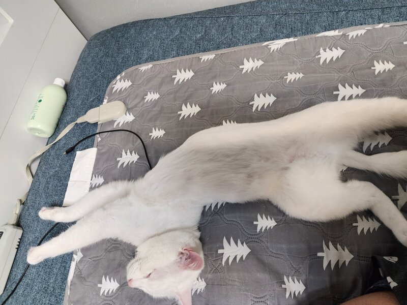 메이플스토리 인벤 고양이 귀여워 메이플스토리 인벤 자유게시판