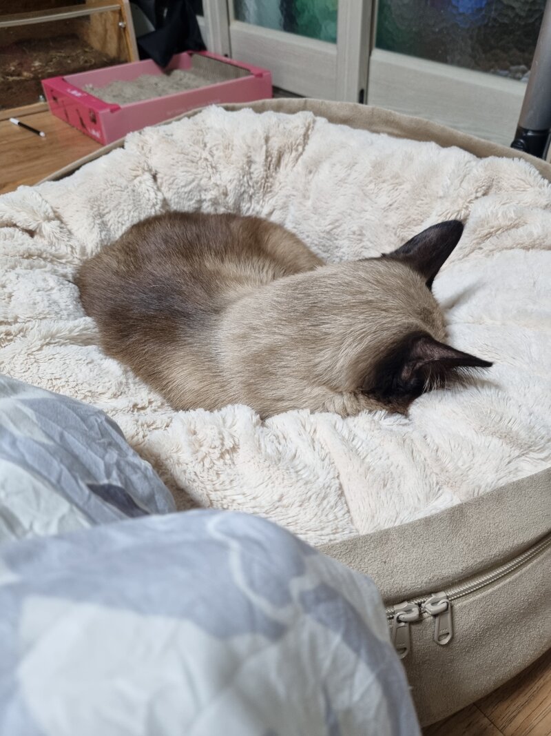 메이플스토리 인벤 우리집 고양이 보고가 메이플스토리 인벤 자유게시판