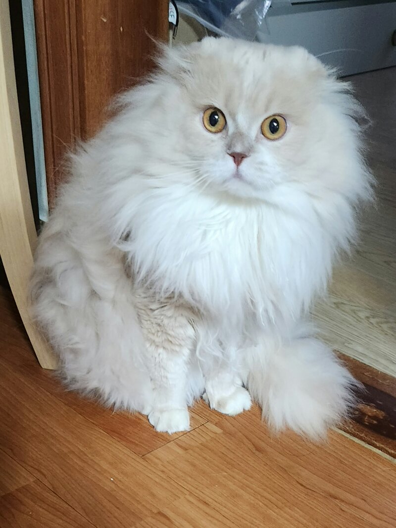메이플스토리 인벤 친구집에서 찍은 고냥이 메이플스토리 인벤 자유게시판