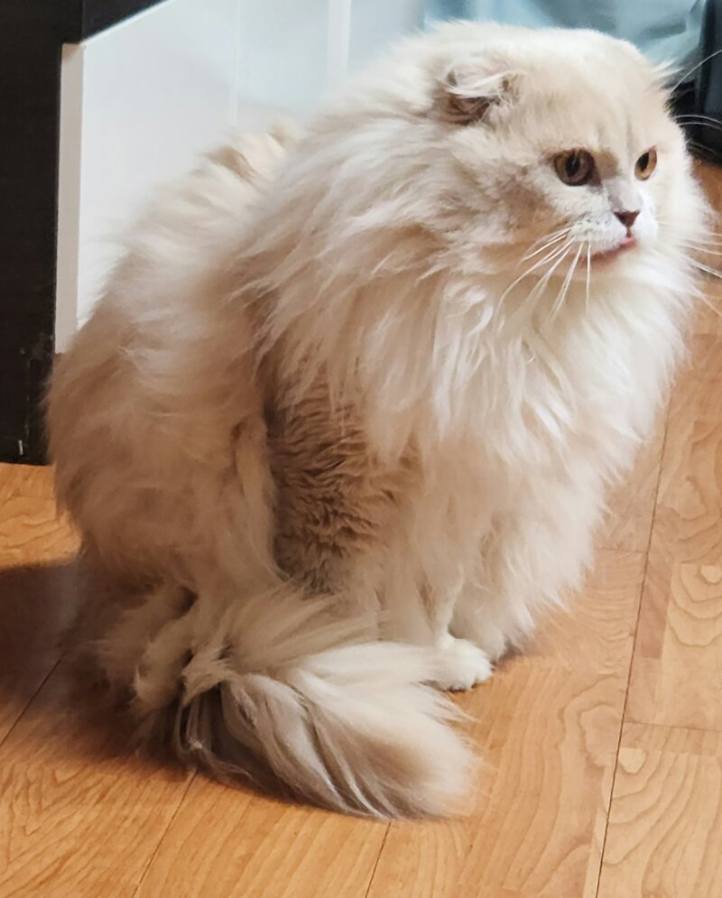 메이플스토리 인벤 친구집에서 찍은 고냥이 메이플스토리 인벤 자유게시판
