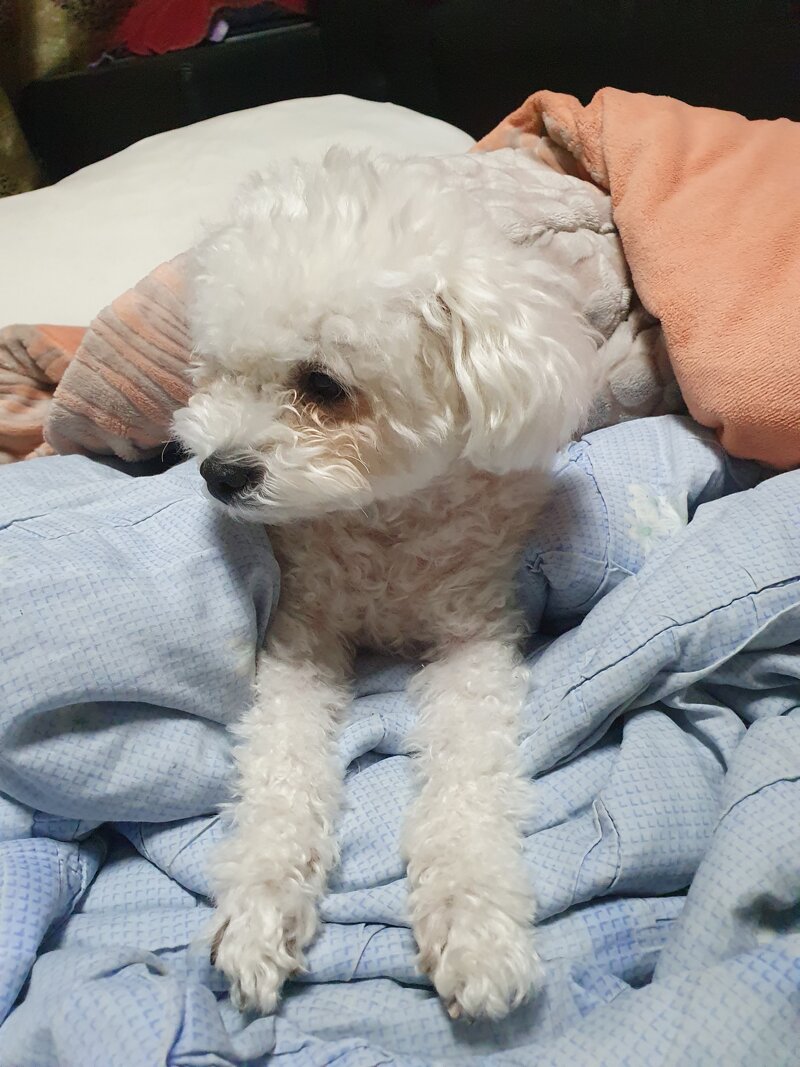 메이플스토리 인벤 강아지 살쪗다 큰일낫다 메이플스토리 인벤 자유게시판
