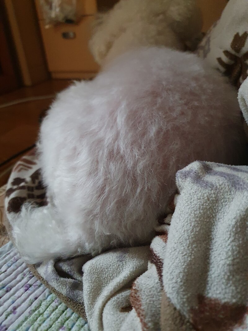메이플스토리 인벤 왕바보 강아지 메이플스토리 인벤 자유게시판
