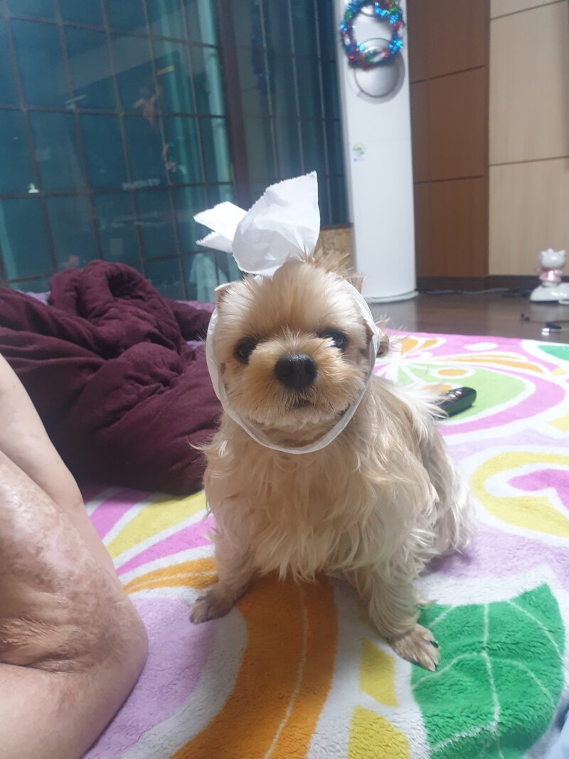 메이플스토리 인벤 우리집 물개 메이플스토리 인벤 자유게시판