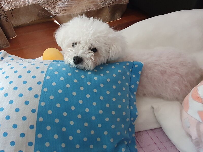 메이플스토리 인벤 우리집왕바보 꼬질이짤올림 메이플스토리 인벤 자유게시판