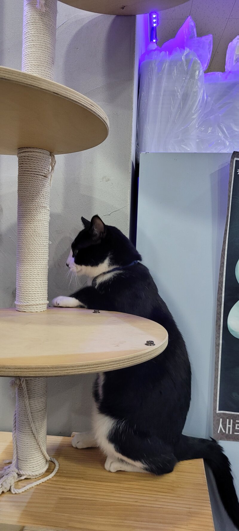 메이플스토리 인벤 냥이 메이플스토리 인벤 자유게시판