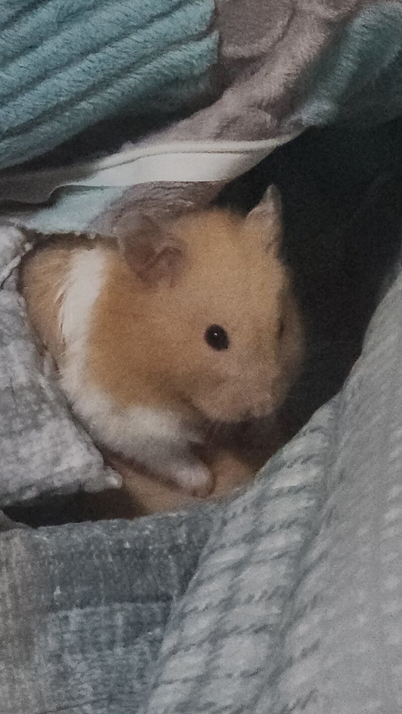월드 오브 워크래프트 인벤 햄스터do You Know Hamster 와우 인벤 확장팩 통합 전장 게시판