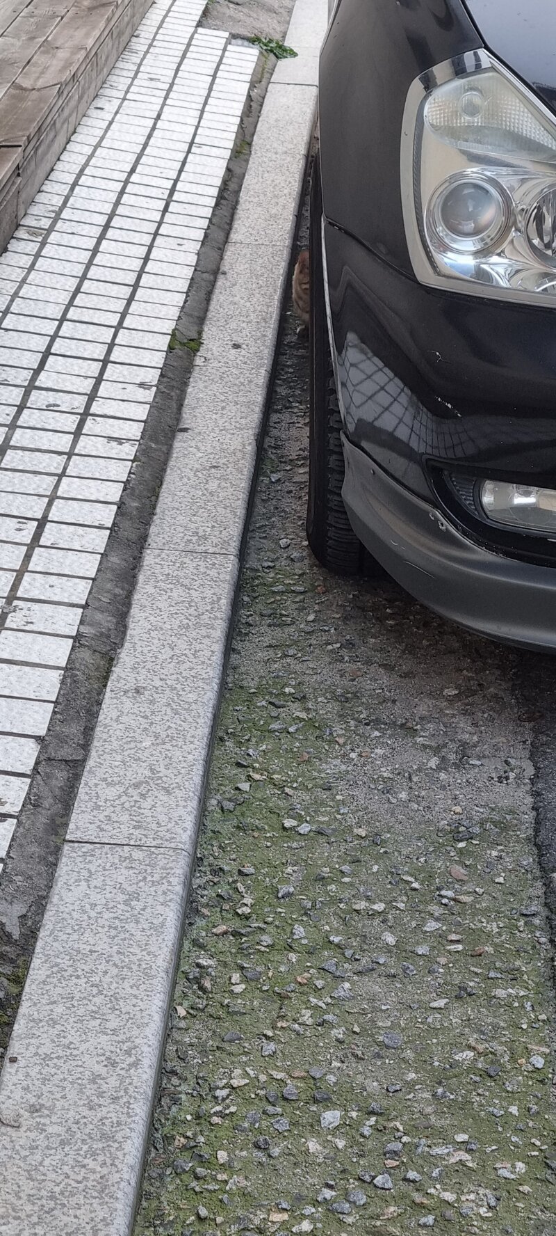 메이플스토리 인벤 보인다 보여 메이플스토리 인벤 자유게시판