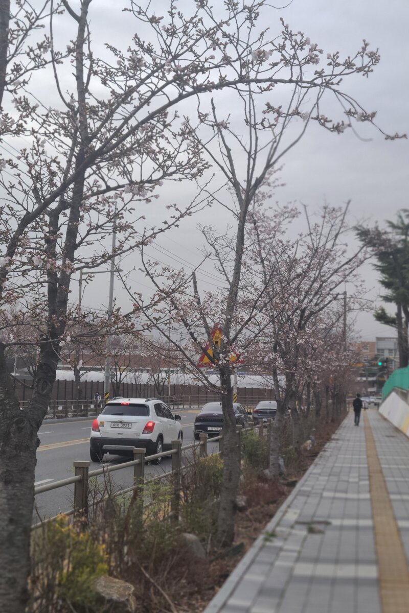 메이플스토리 인벤 벚꽃 슬슬 피려한다 메이플스토리 인벤 자유게시판