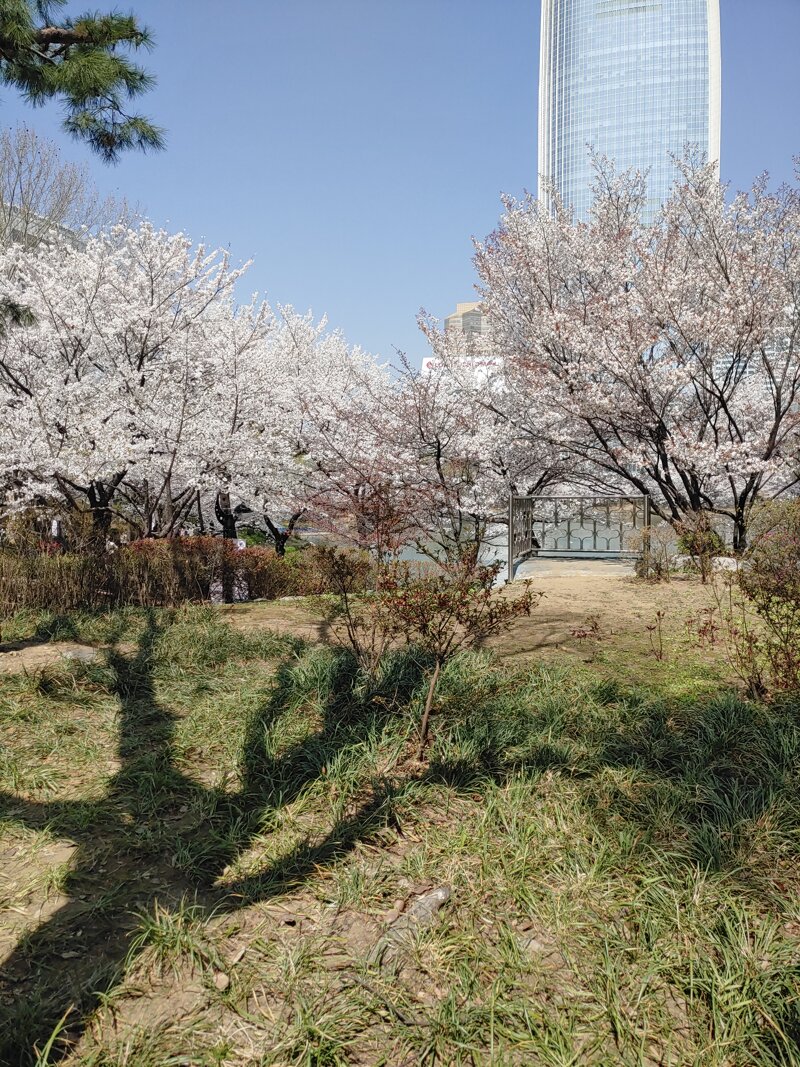 메이플스토리 인벤 벚꽃보러옴 메이플스토리 인벤 자유게시판