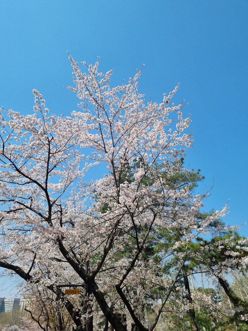 메이플스토리 인벤 벚꽃구경 갔다 왔음 메이플스토리 인벤 자유게시판