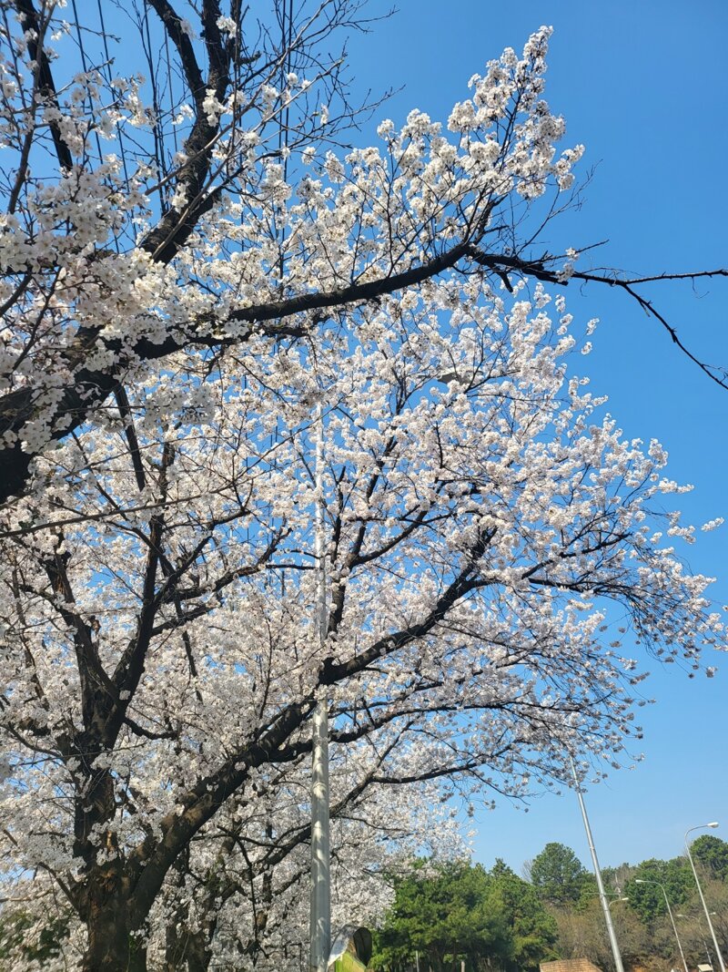 벚꽃 구경하세요 오픈이슈갤러리 인벤