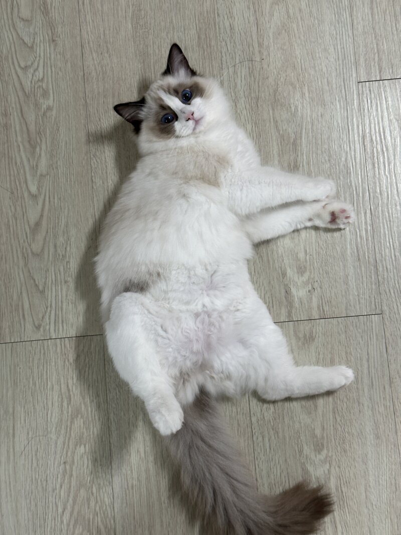 메이플스토리 인벤 우리집 고양이나 봐 메이플스토리 인벤 자유게시판