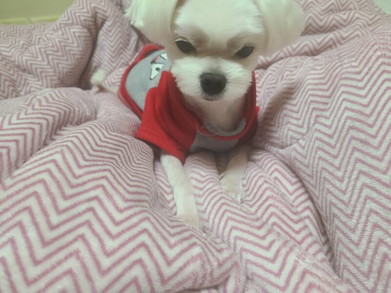 로스트아크 인벤 강아지 미용했다 로스트아크 인벤 자유 게시판구