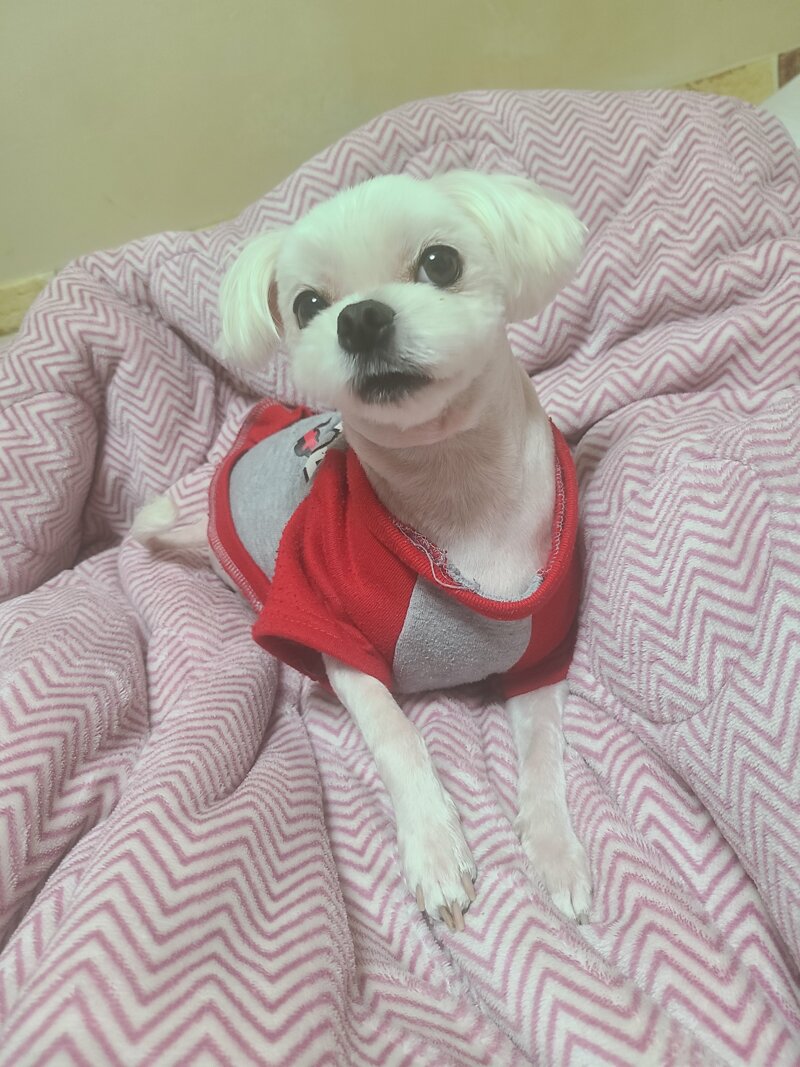 로스트아크 인벤 강아지 미용했다 로스트아크 인벤 자유 게시판구